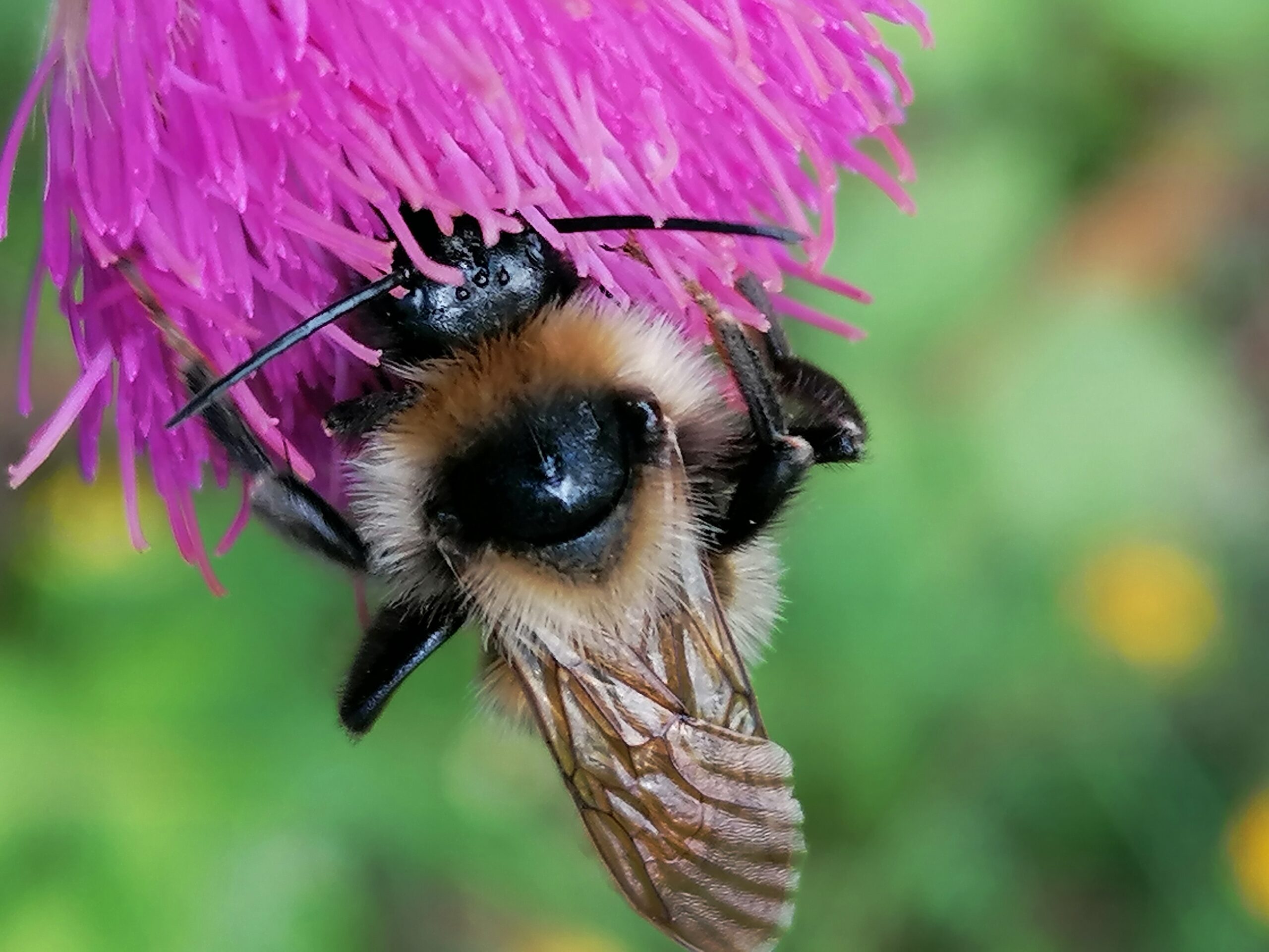 À descoberta dos insetos da Quinta de São Francisco - Floresta do Saber